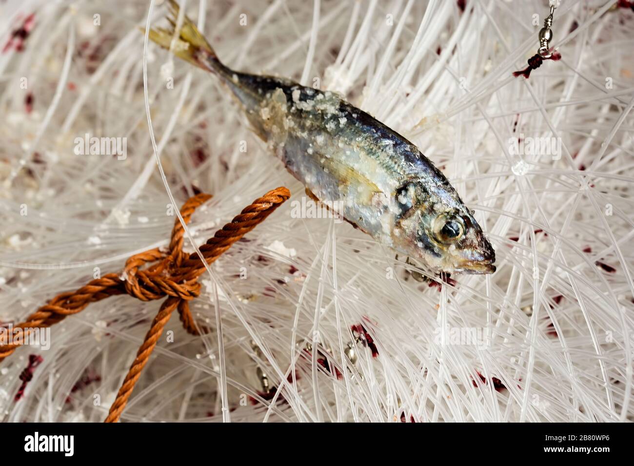 Small sardine in fishing nests, Essaouira, Morocco Stock Photo - Alamy