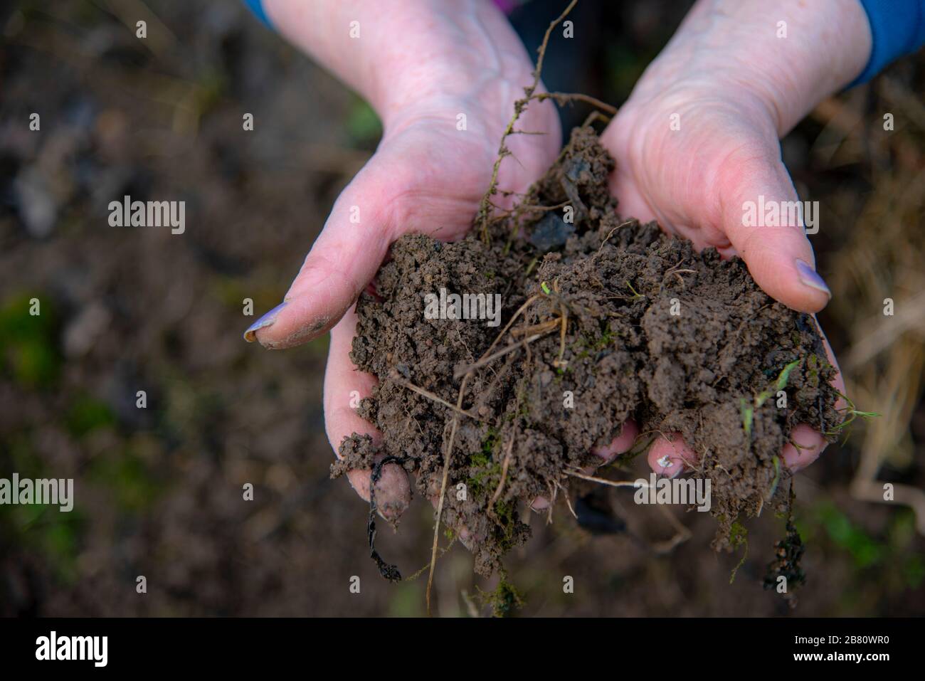 A clod of earth in old women's hands Stock Photo - Alamy