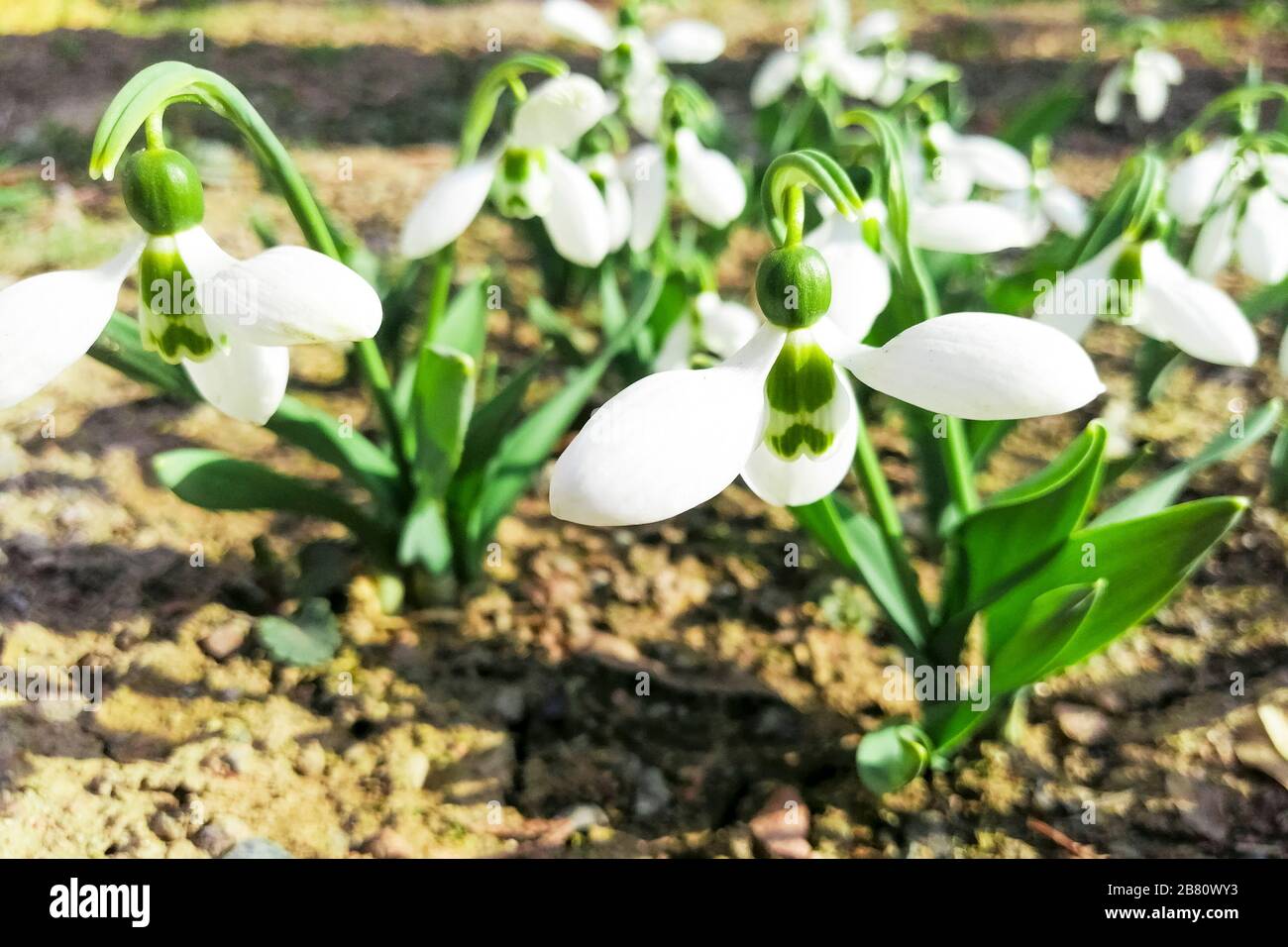 First of the spring wildflowers hi-res stock photography and images - Alamy
