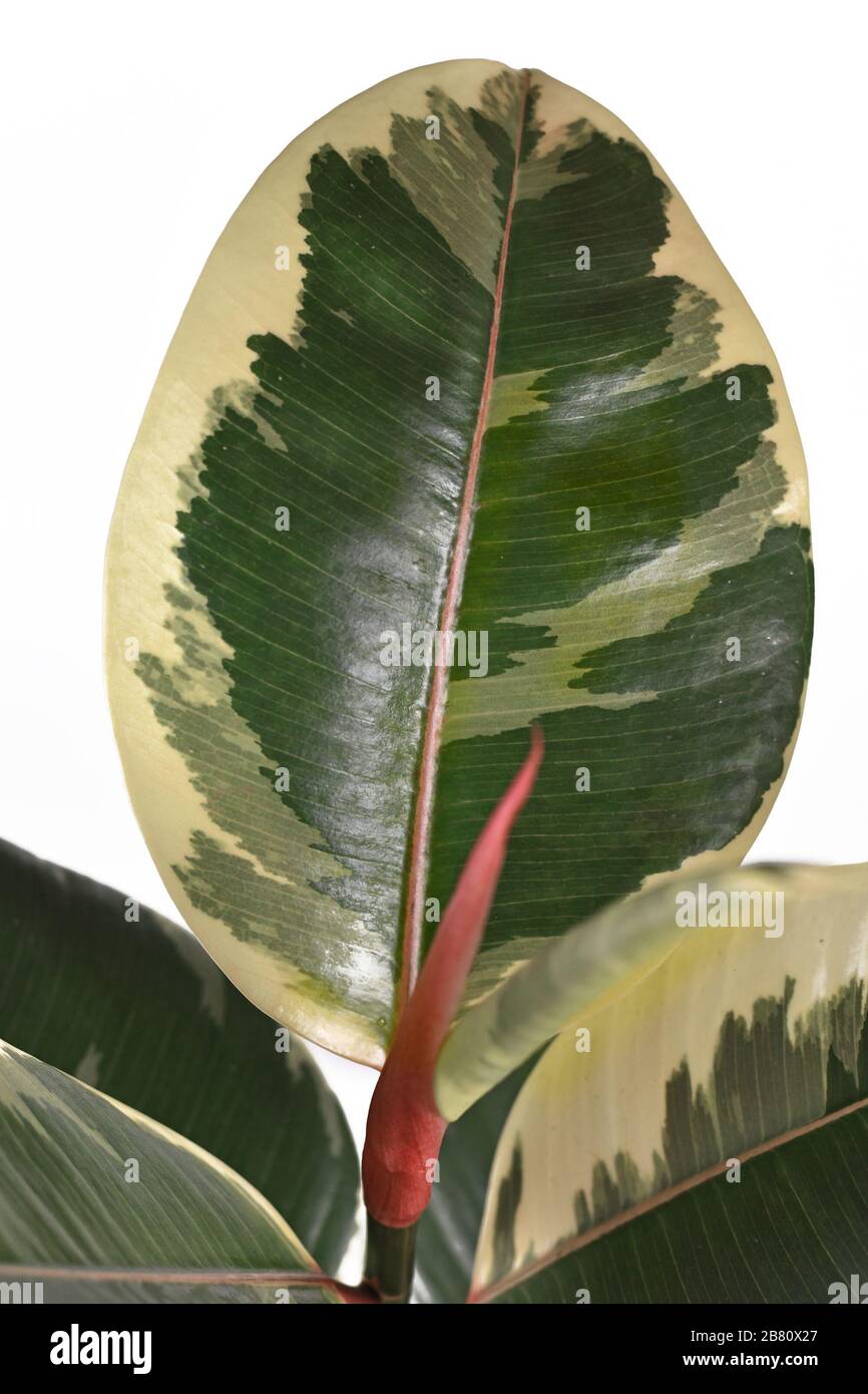 Close up of variegated leaf of tropical 'Ficus Elastica Variegata ...