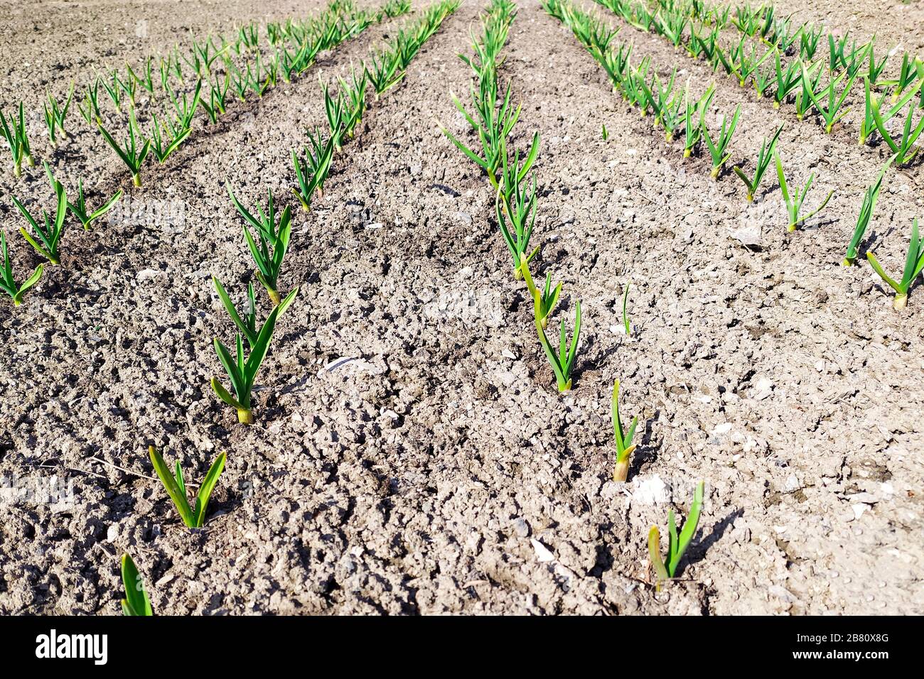 Green stalks of garlic grow in spring in a row in a row. Seedlings of ...