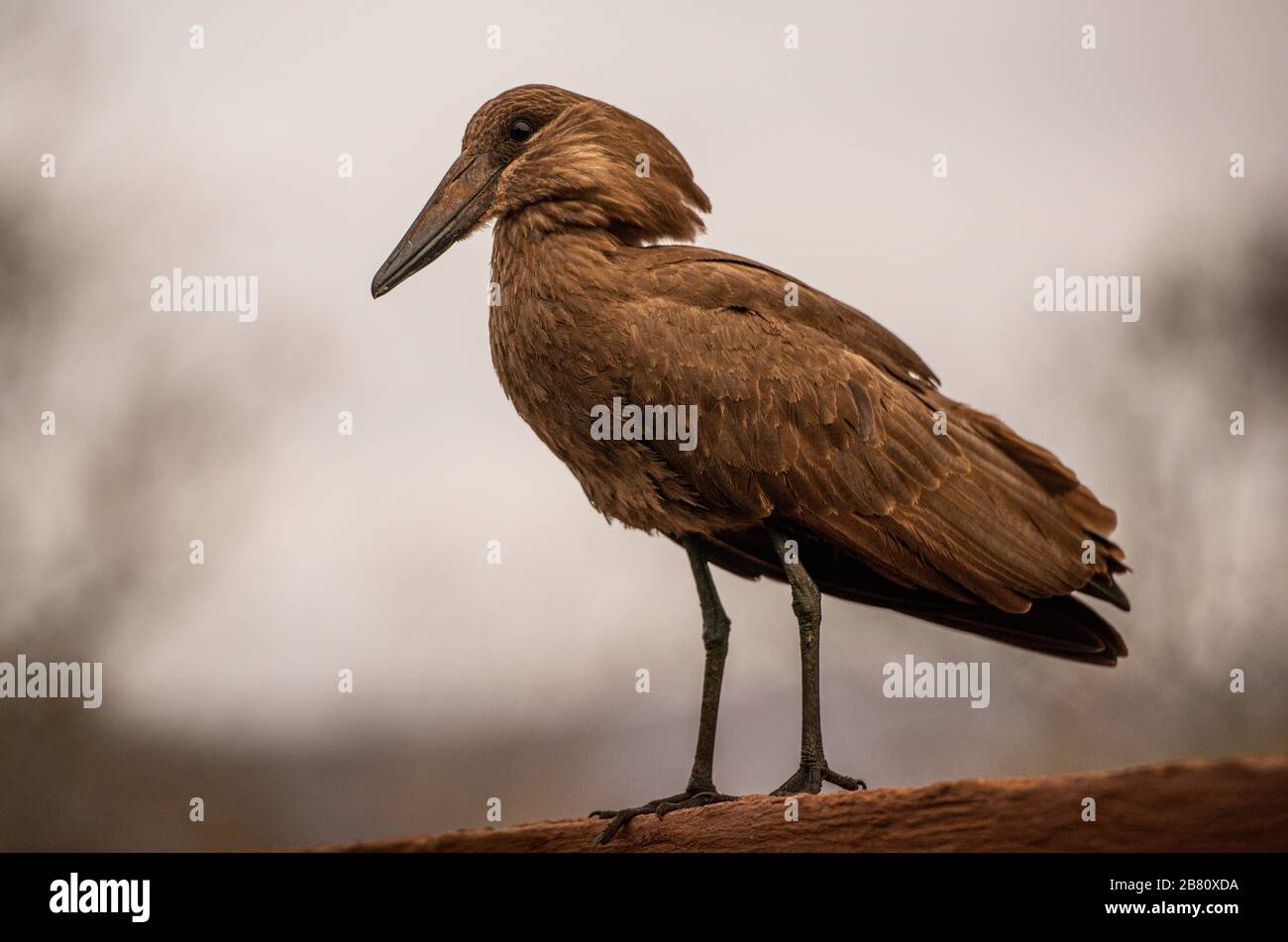 Hammercop hi-res stock photography and images - Alamy