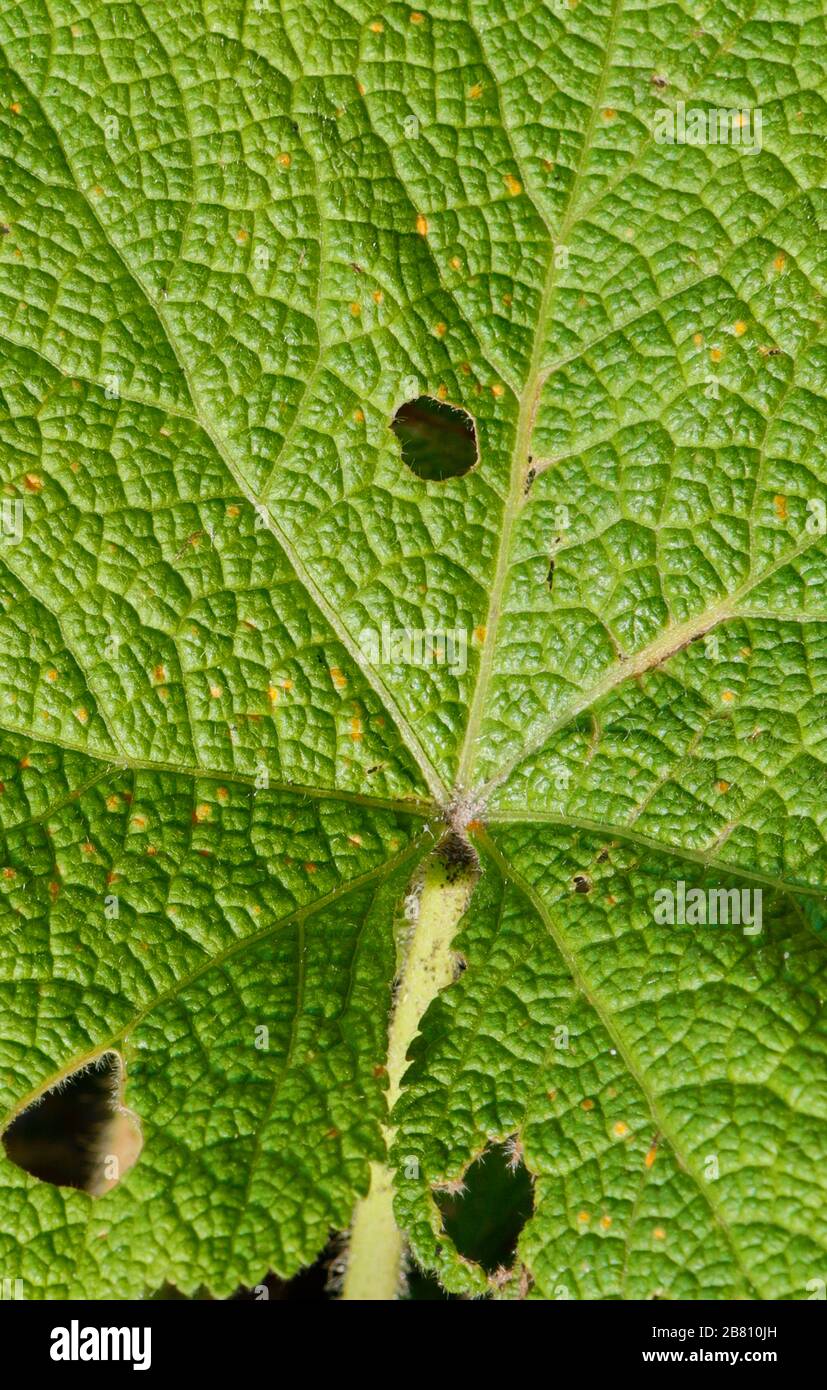 Garden Slugs And Snails High Resolution Stock Photography and Images ...