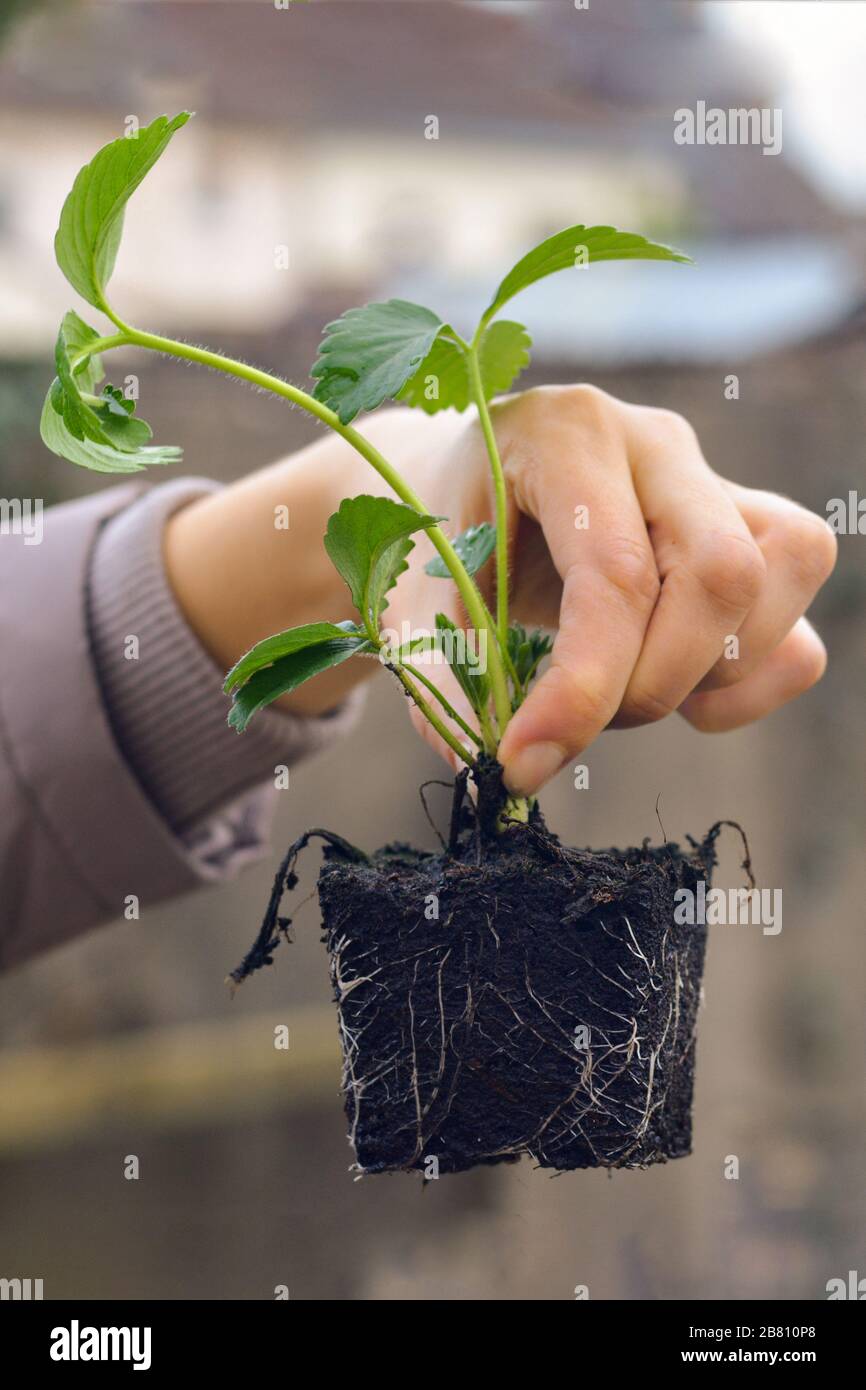 Fruit tree planting root hi-res stock photography and images - Alamy