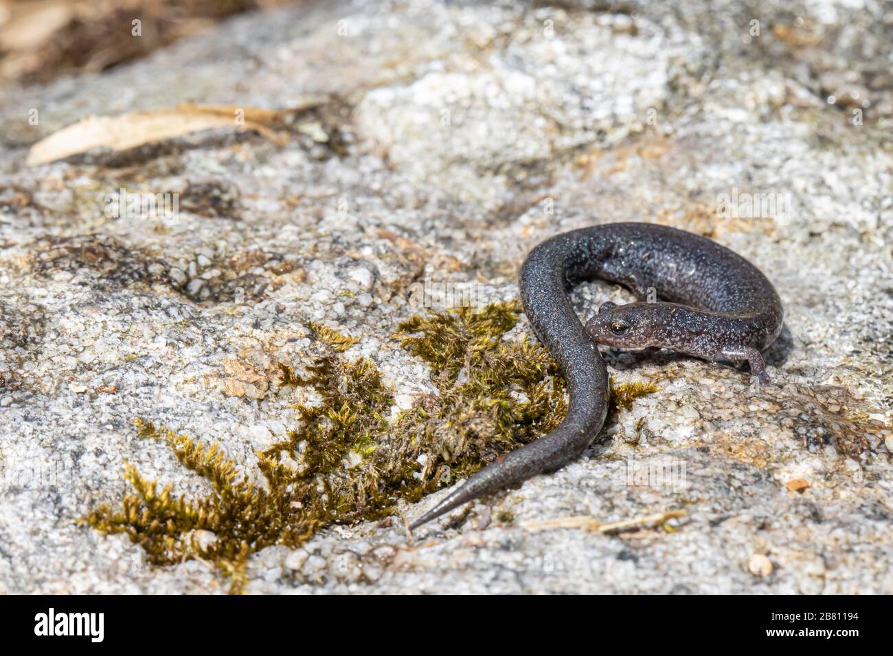 Lead back salamander hi-res stock photography and images - Alamy