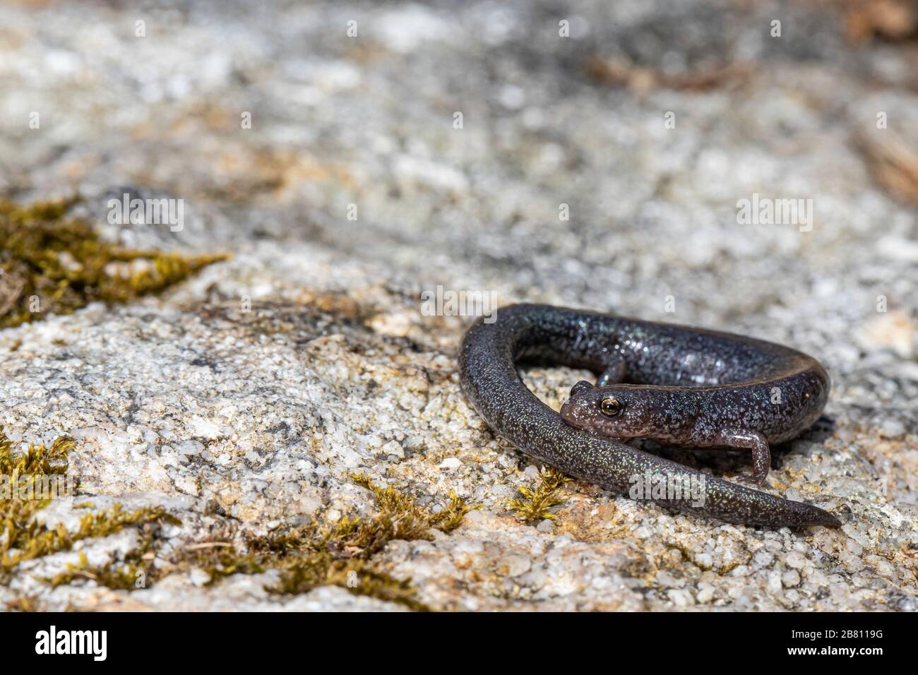 Leadback phase of the redback salamander - Plethodon cinereus Stock ...