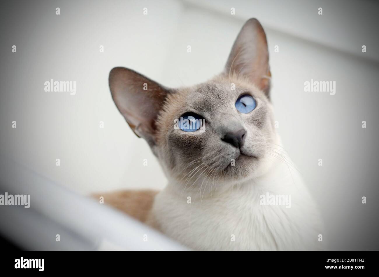 Blue point siamese cat hi-res stock photography and images - Alamy
