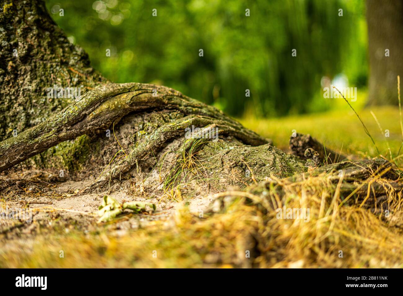Beautiful root hi-res stock photography and images - Alamy
