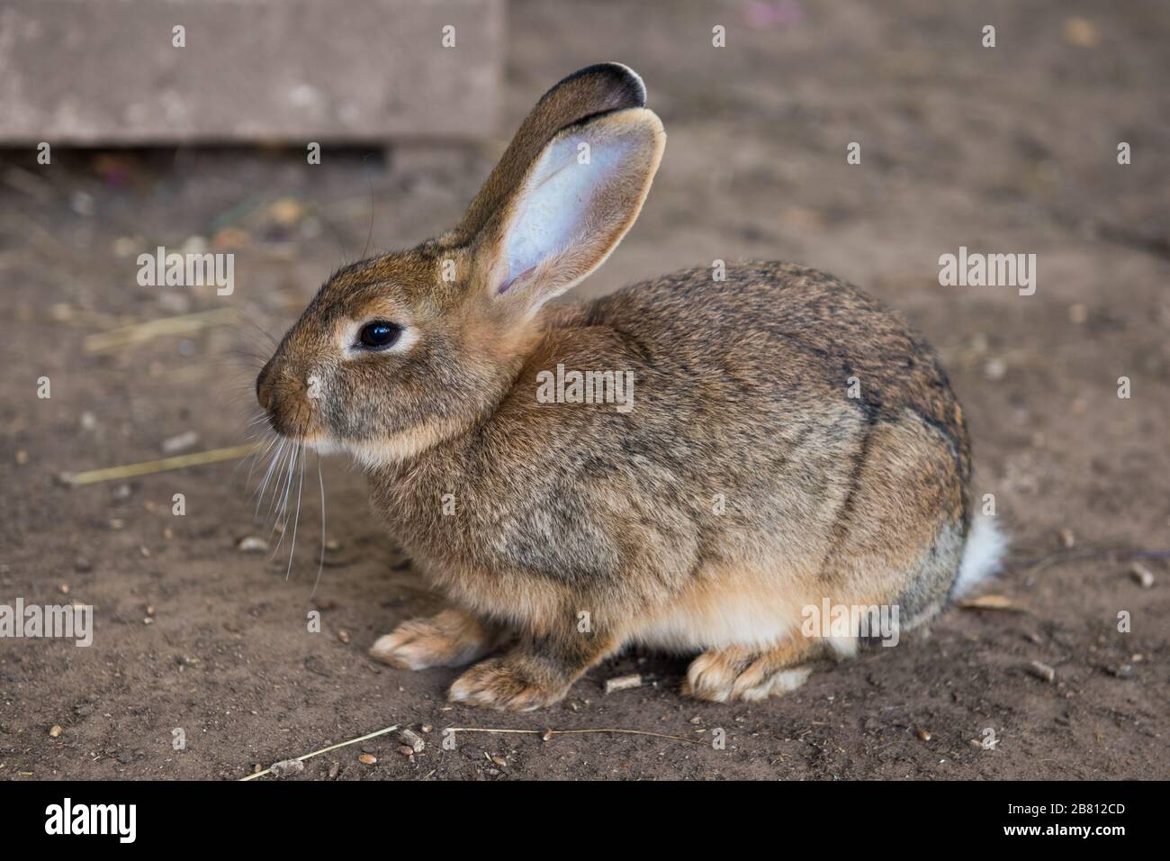 Gray bunny rabbit sitting in the yard on the sand Stock Photo - Alamy