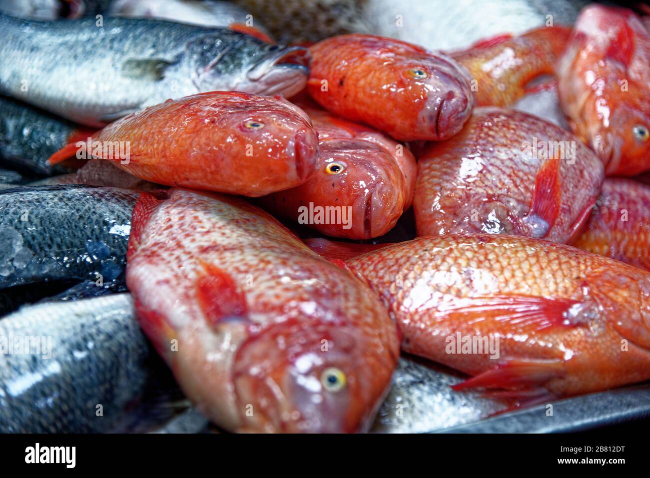Red snapper fish sold at a street food market stall. Bangkok, Thailand ...