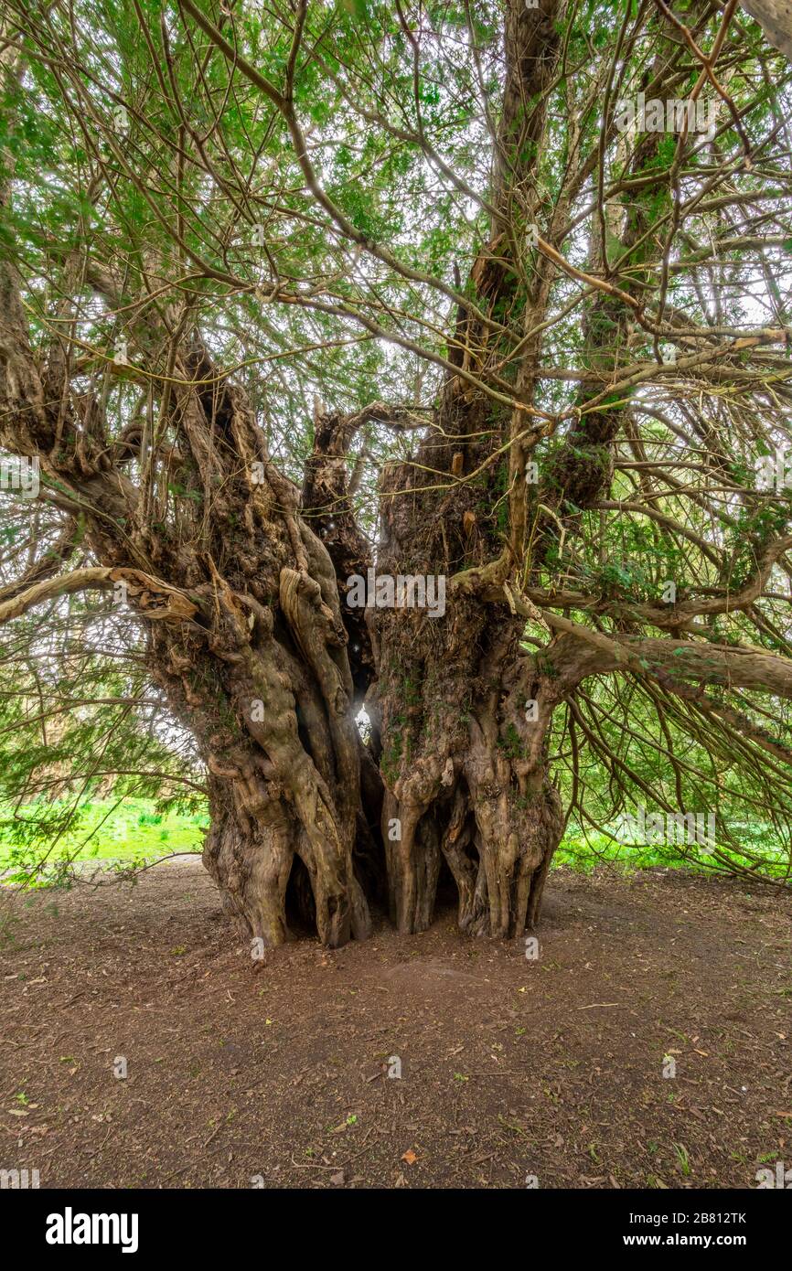 Ankerwycke, surrey spring hi-res stock photography and images - Alamy
