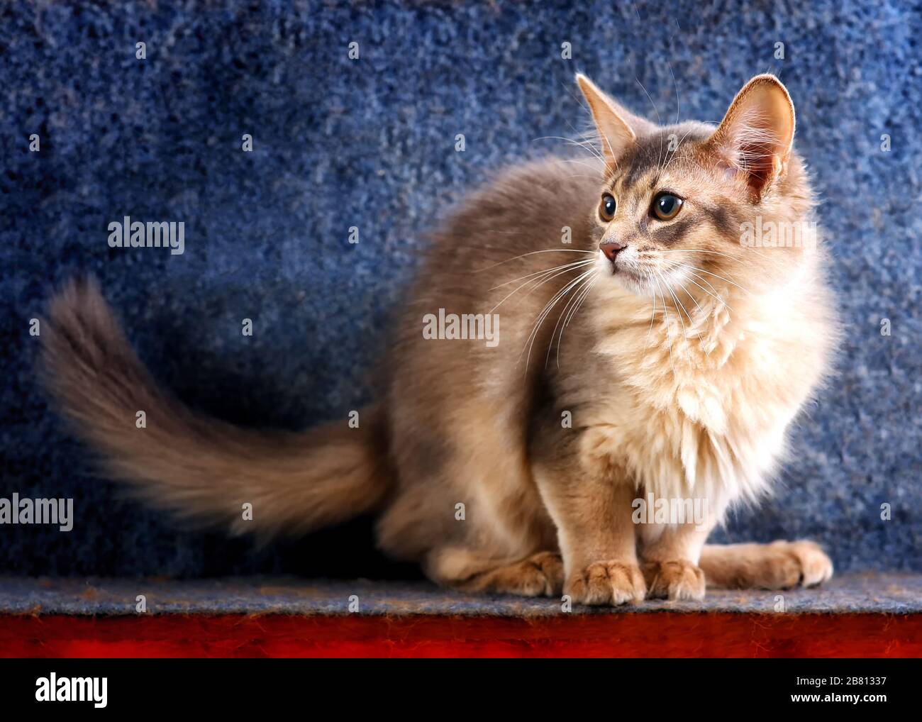 Cute and Fluffy Cat Stock Photo - Alamy