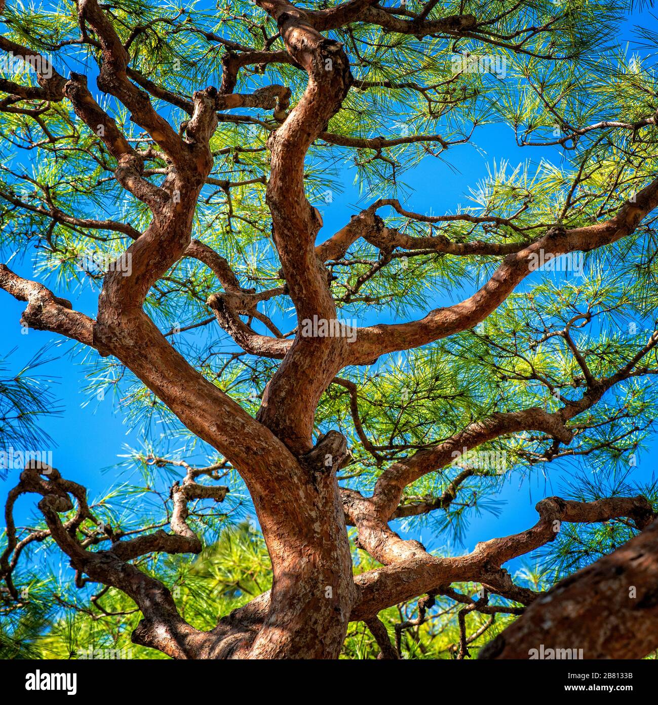 Tree with blue sky Stock Photo - Alamy