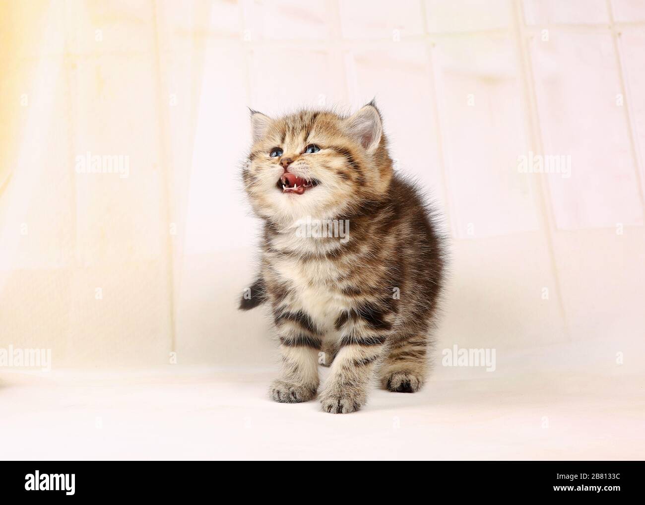Cute and Fluffy Cat Stock Photo - Alamy