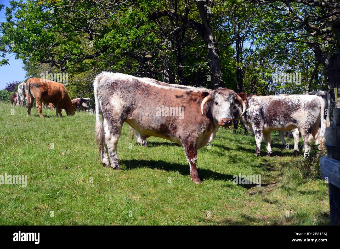 Young Longhorn Bull at Clovelly Court Manor House near the Fishing ...