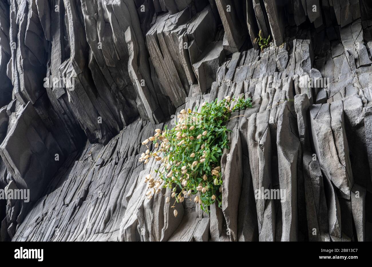 Strong plants hi-res stock photography and images - Alamy