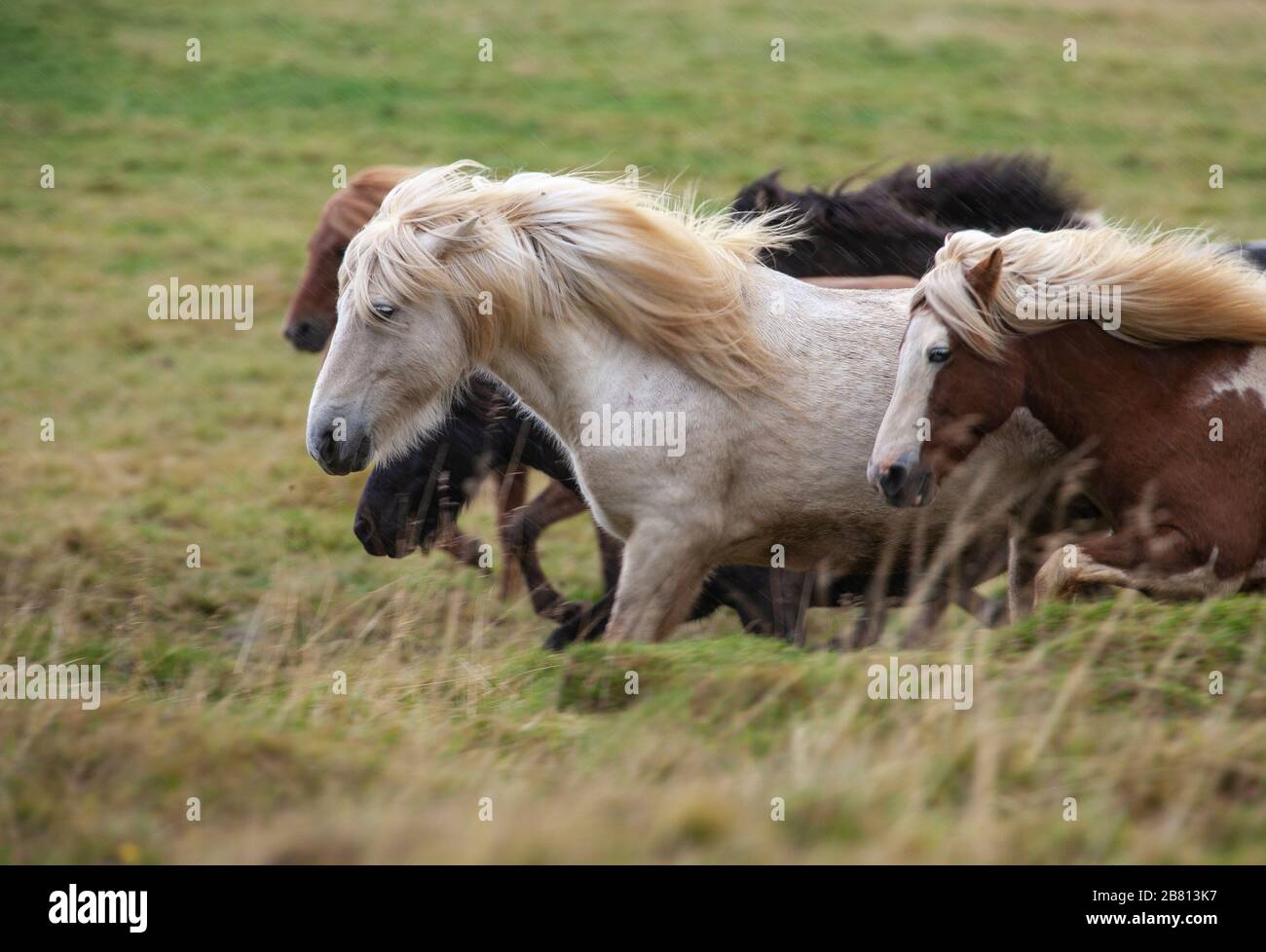 Flock of Island ponies with flying mane on a pasture in northern ...