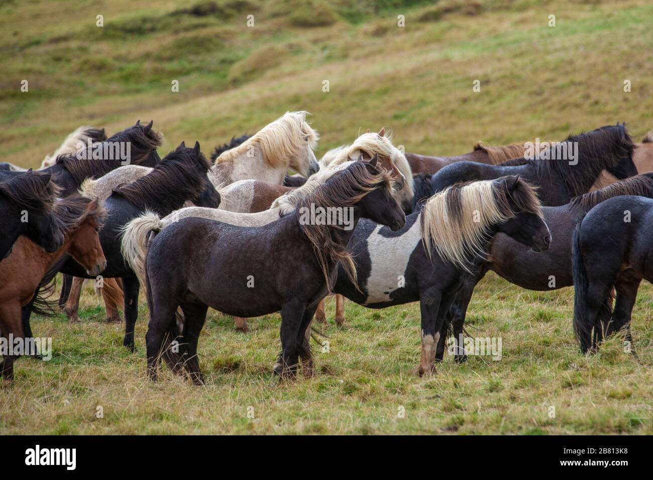Flock of Island ponies with flying mane on a pasture in northern ...