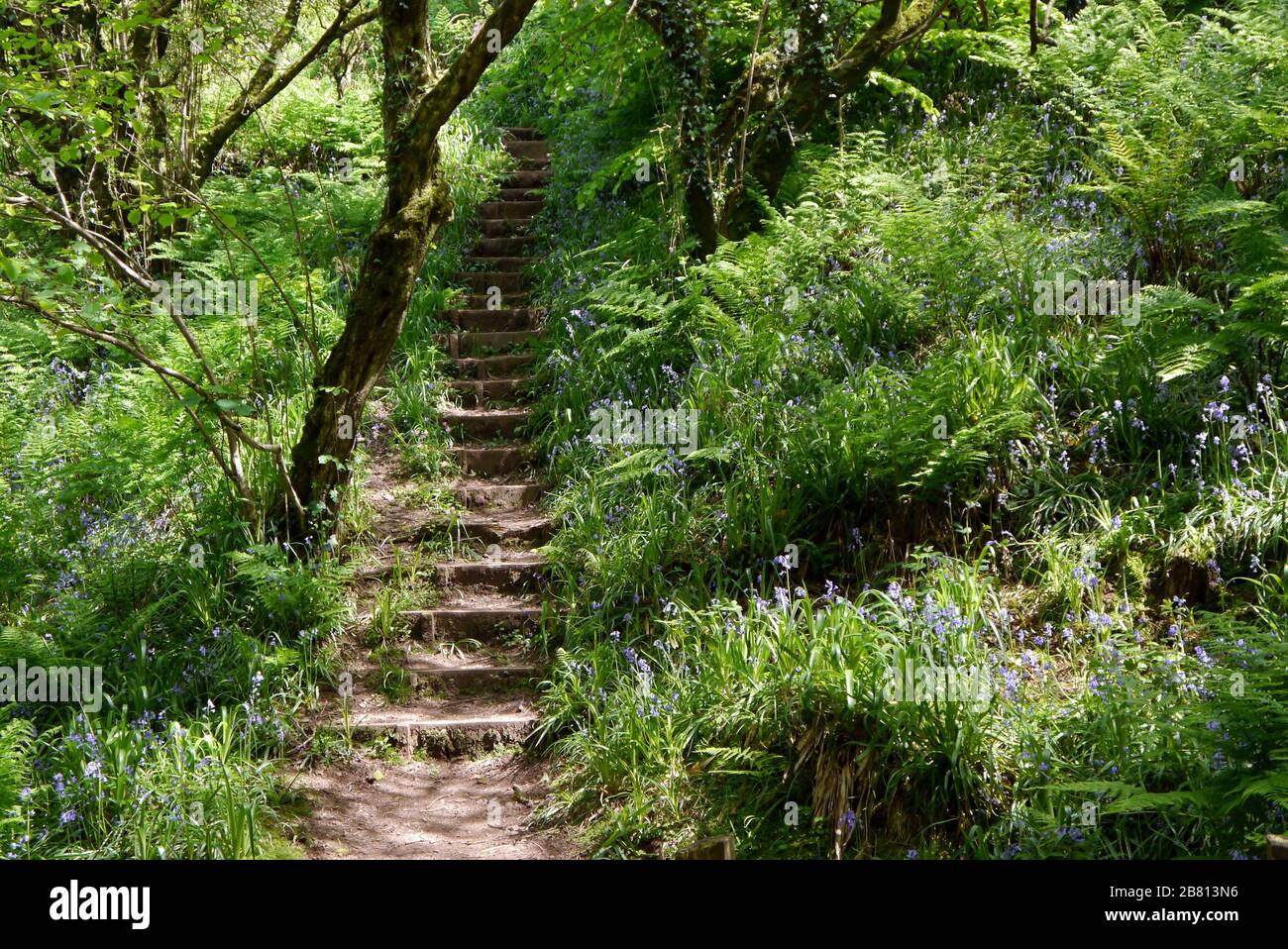 Wooden Steps in Brownsham Wood on the South West Coast Path, North ...