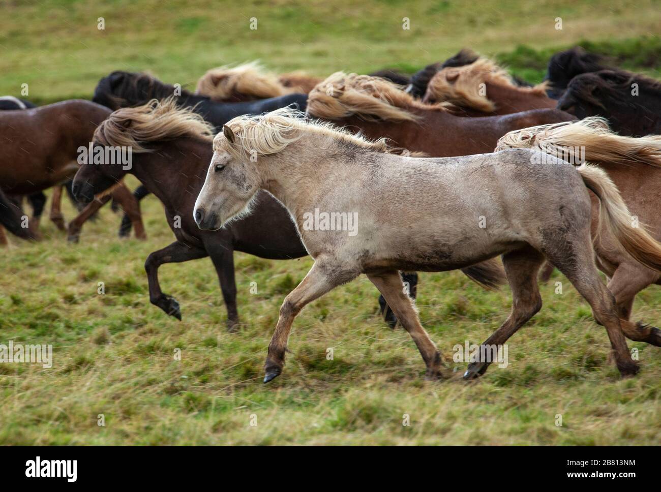 Flock of Island ponies with flying mane on a pasture in northern ...