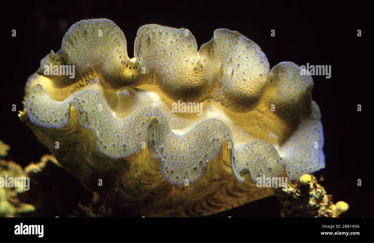 Giant clam, Tridacna squamosa Stock Photo - Alamy