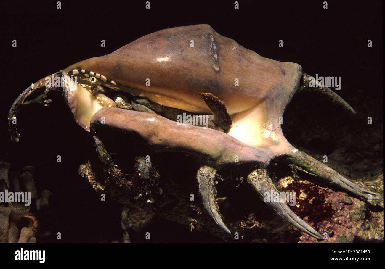 Pet spider tank hi-res stock photography and images - Alamy