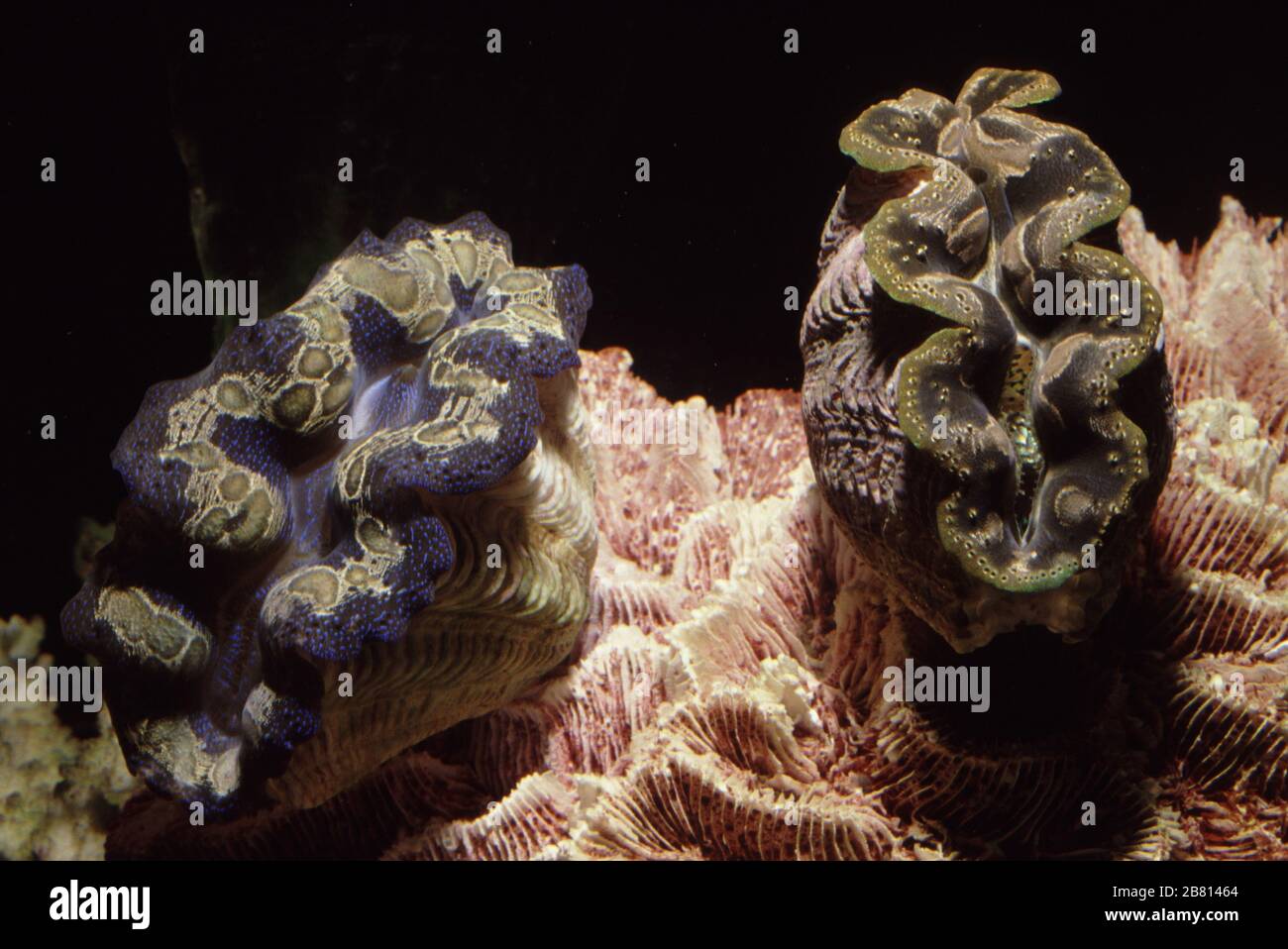 Giant clam, Tridacna squamosa Stock Photo - Alamy