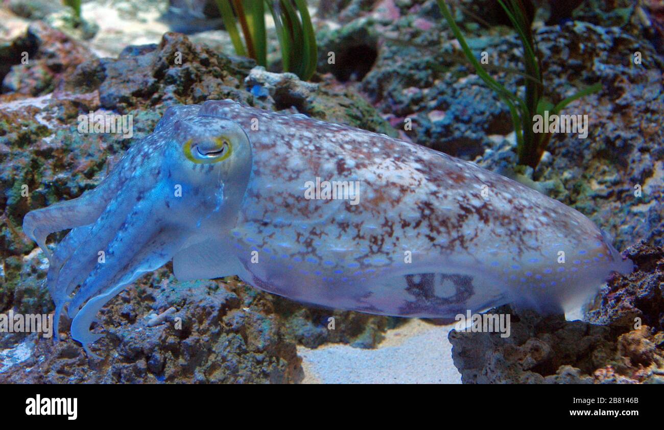 Broad-club cuttlefish, Sepia latimanus Stock Photo - Alamy