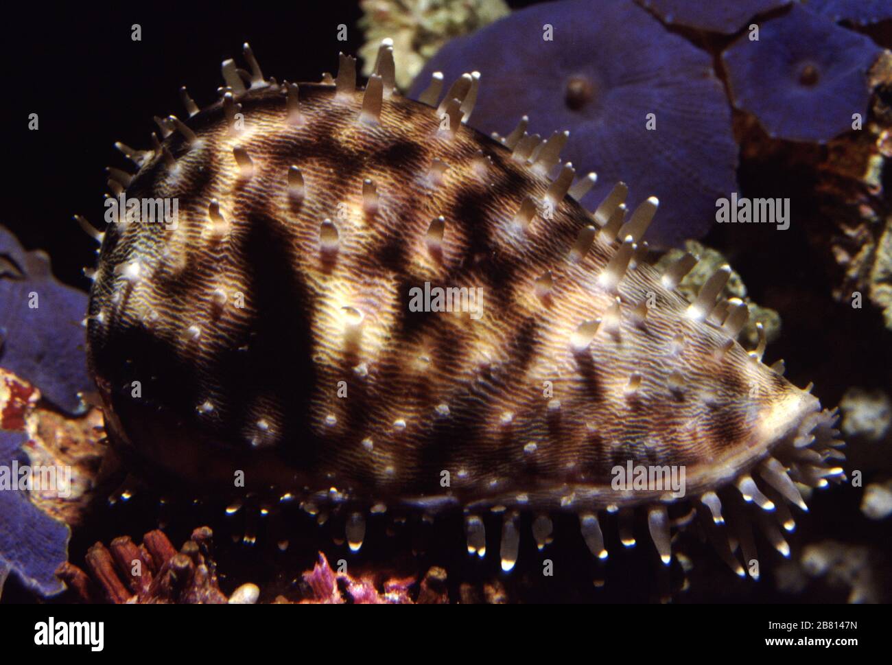 Tiger cowrie, Cypraea tigris Stock Photo - Alamy