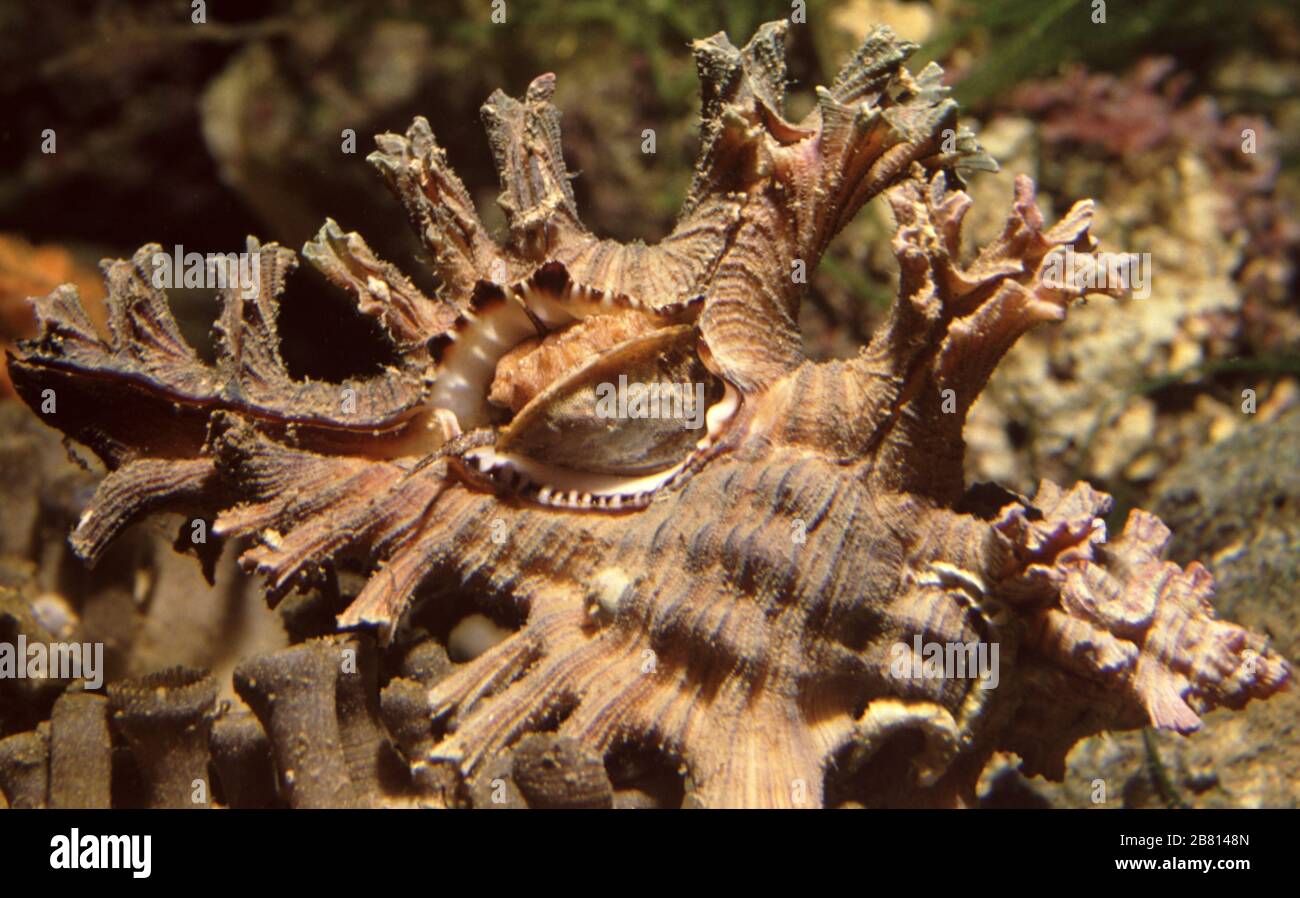 Rose murex hi-res stock photography and images - Alamy