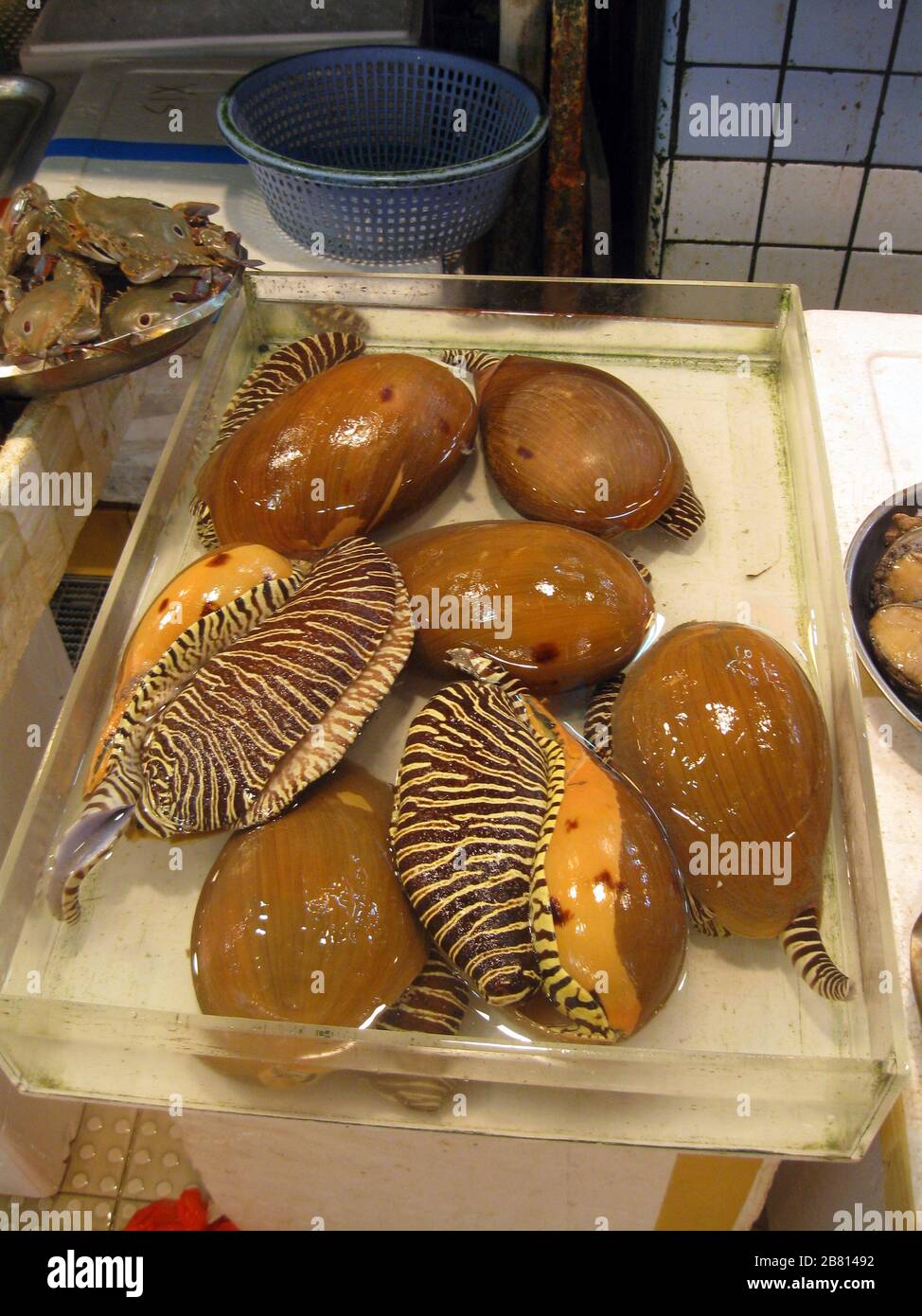 Baler shell volute (Melo melo) for sale at Hong Kong market Stock Photo ...