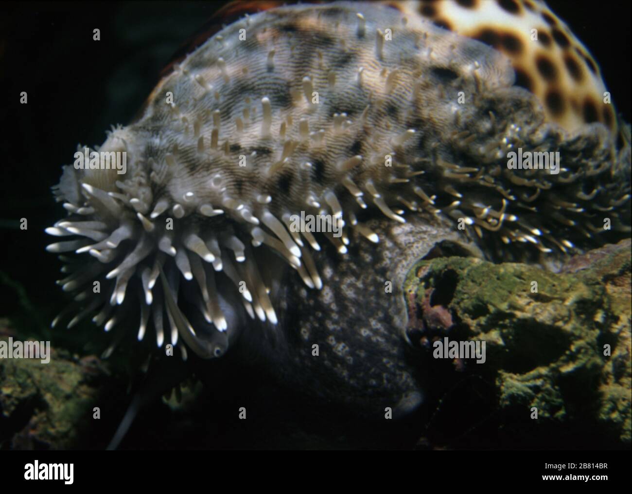 Tiger cowrie, Cypraea tigris Stock Photo - Alamy