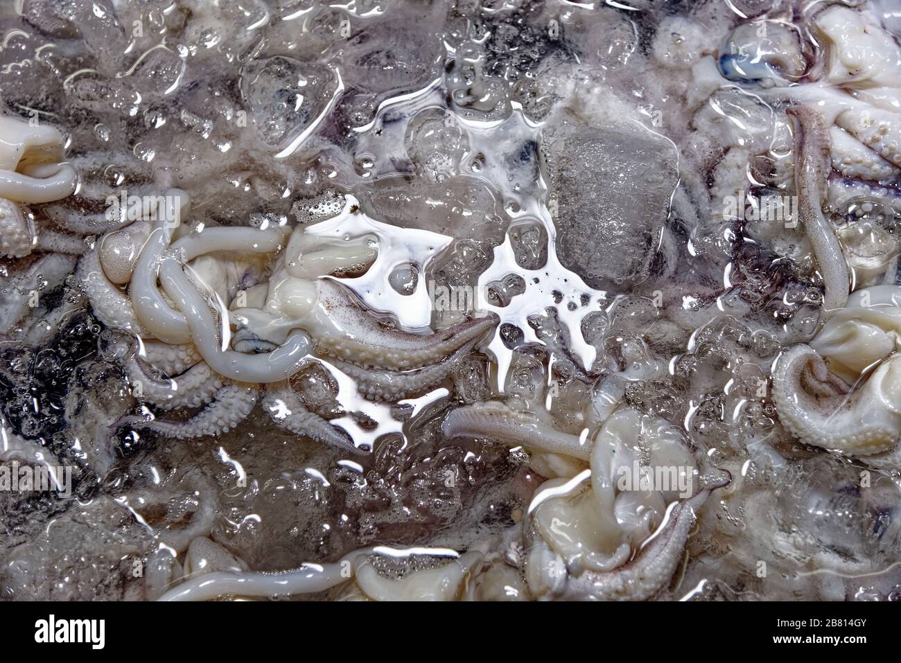 Fresh octopus display at a street market in Bangkok - Thailand Stock ...