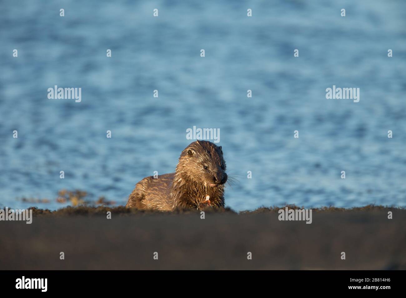 A eurasian otter (lutra lutra) with prey, caught in a sea loch on the ...
