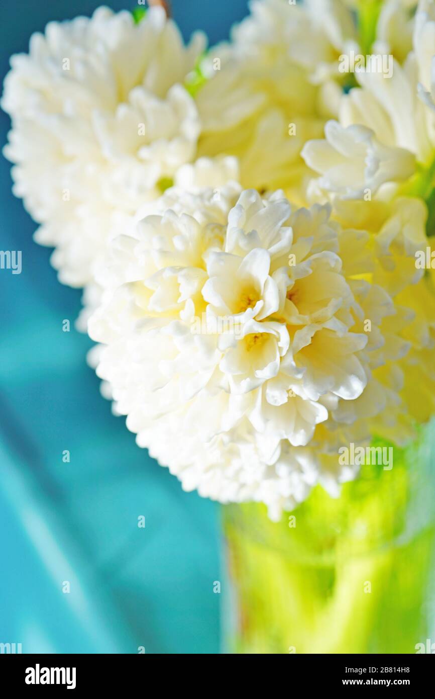 Bouquet of fragrant cream white hyacinth flowers in a vase Stock Photo ...