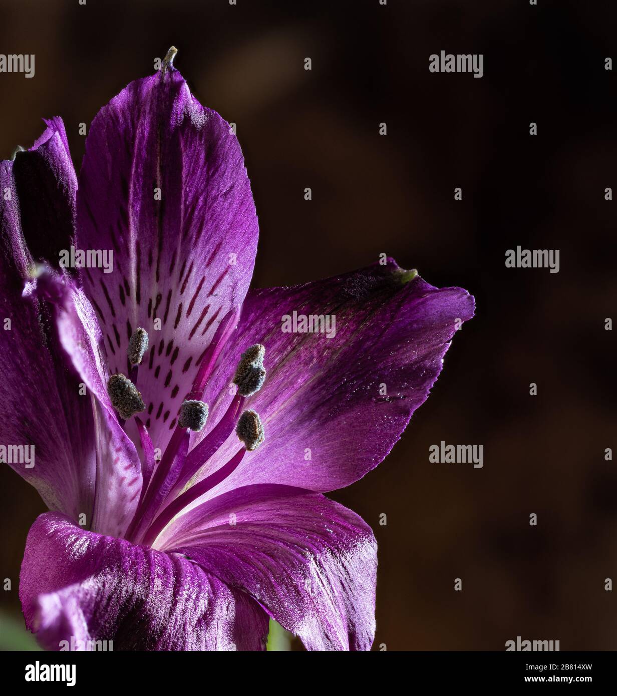 Closeup of a beautiful purple peruvian lily flower on a dark brown ...