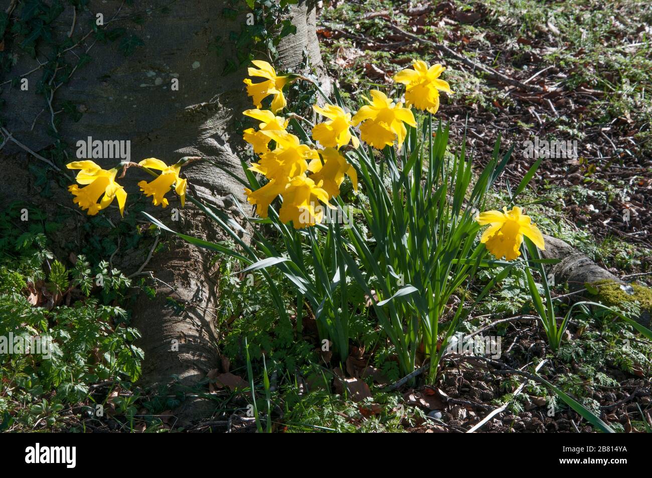 Seasons spring hi-res stock photography and images - Alamy