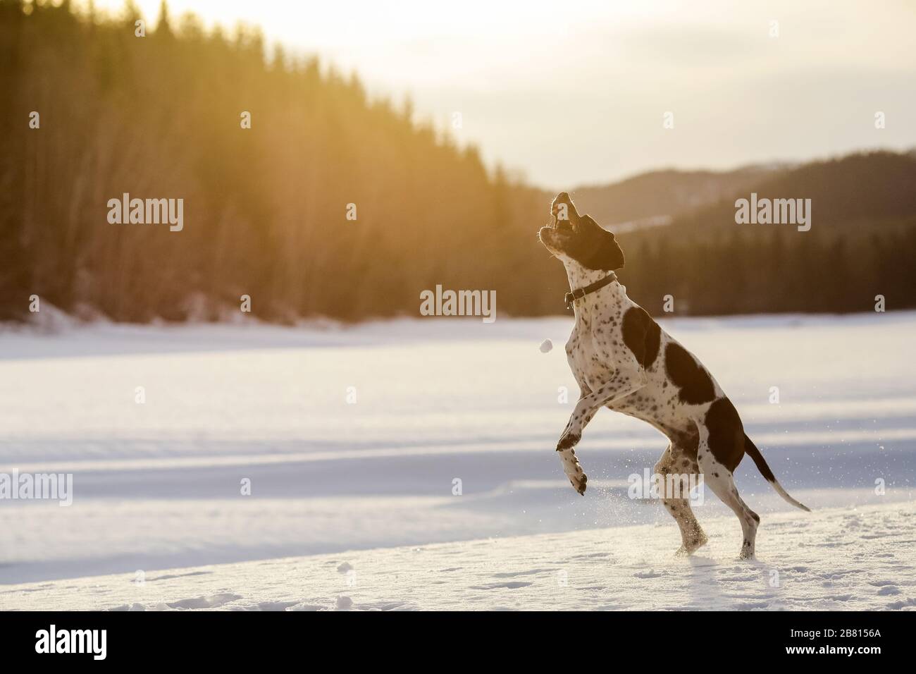 Dog english pointer playing on the snow in the spring Stock Photo - Alamy