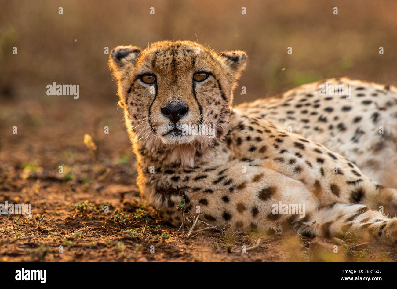 Cheetah feeding hi-res stock photography and images - Alamy