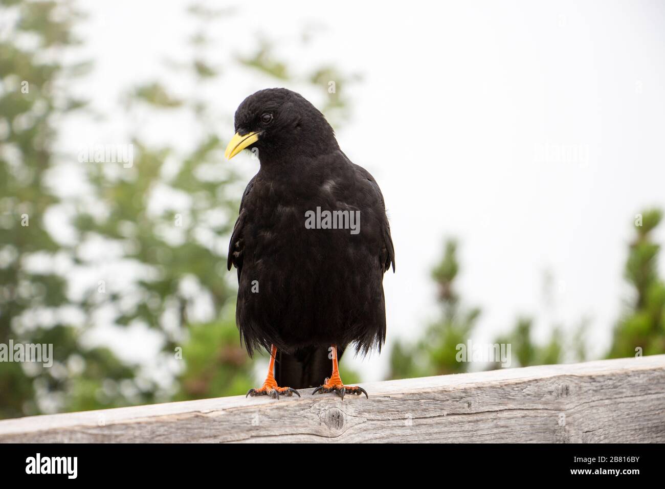 Raven animal hi-res stock photography and images - Alamy