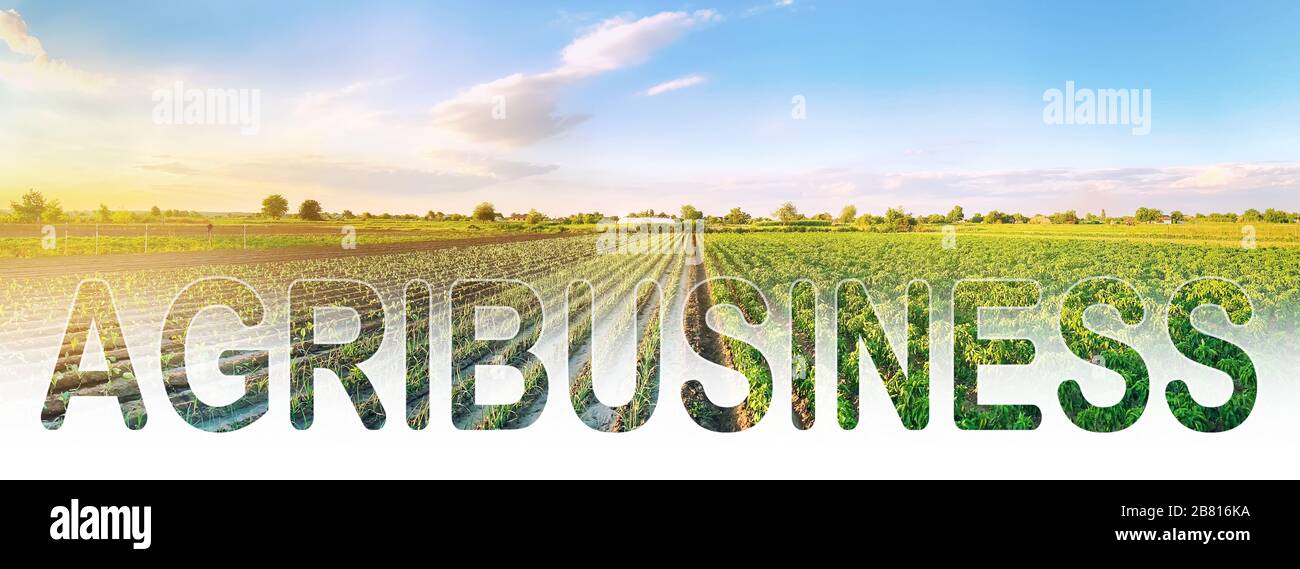 Word inscription agribusiness on agricultural plantation field. Crop ...