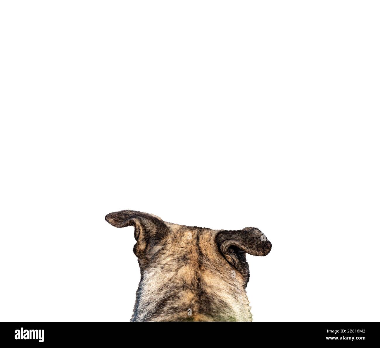 Rear view of dog hi-res stock photography and images - Alamy