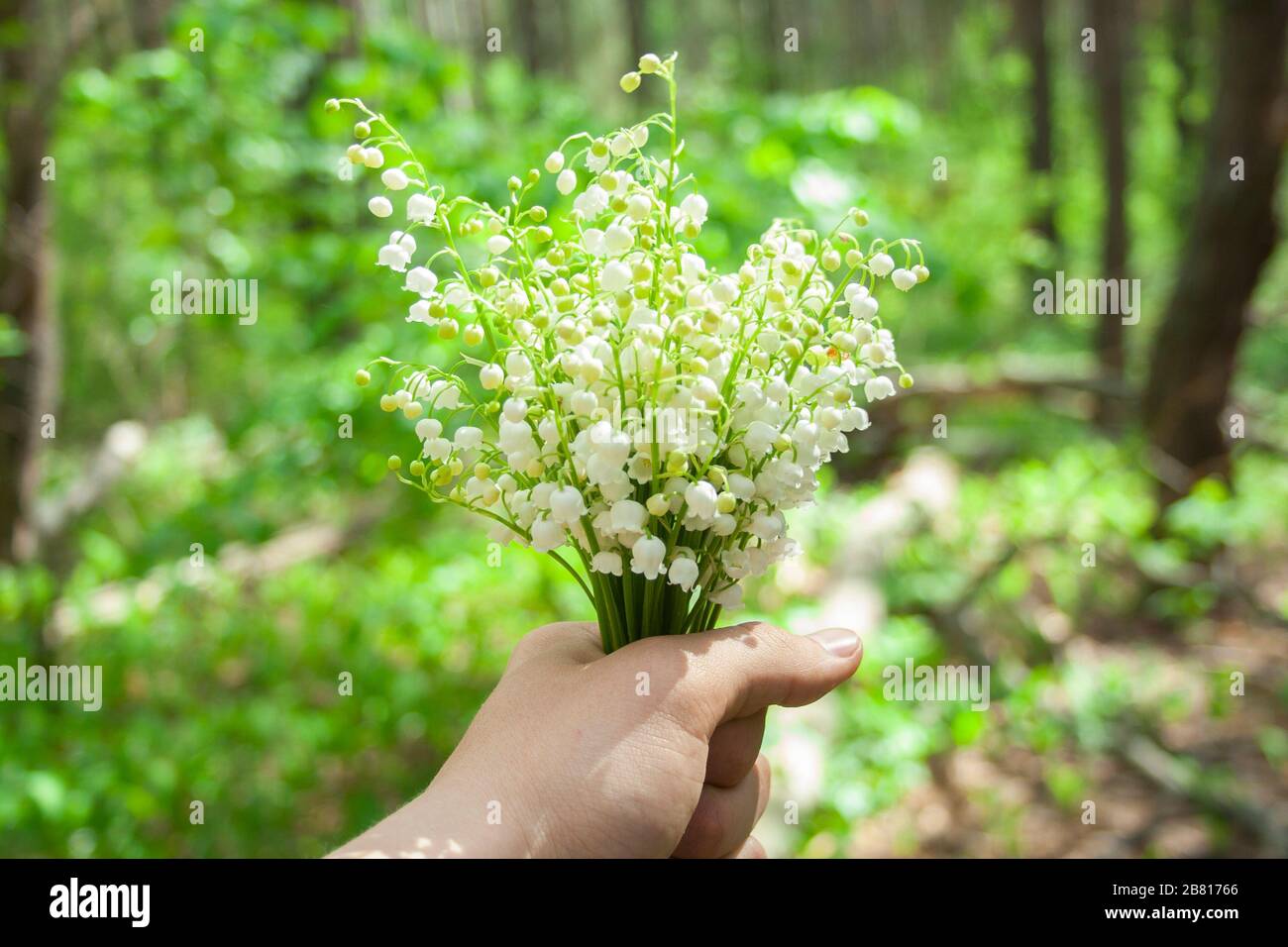 Beautiful white lilies of the valley in man's hand in the green spring ...