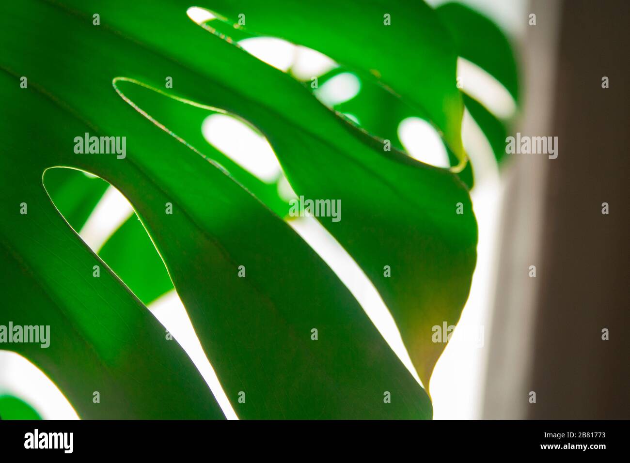 Real monstera leaves in hi-res stock photography and images - Alamy