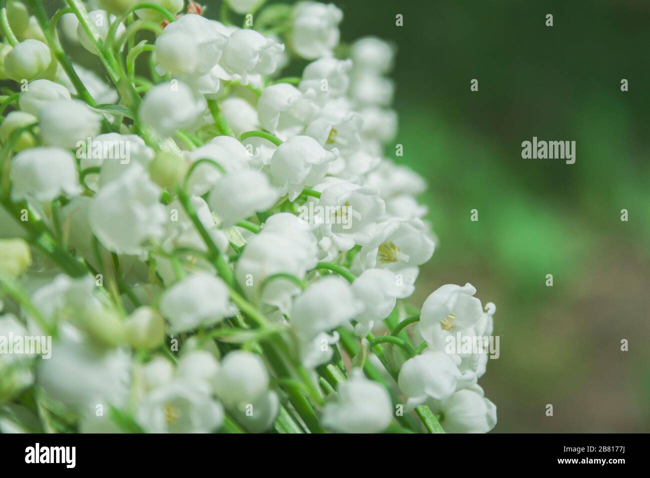 Spring flower lilies of the valley. Lily of the valley. Ecological ...