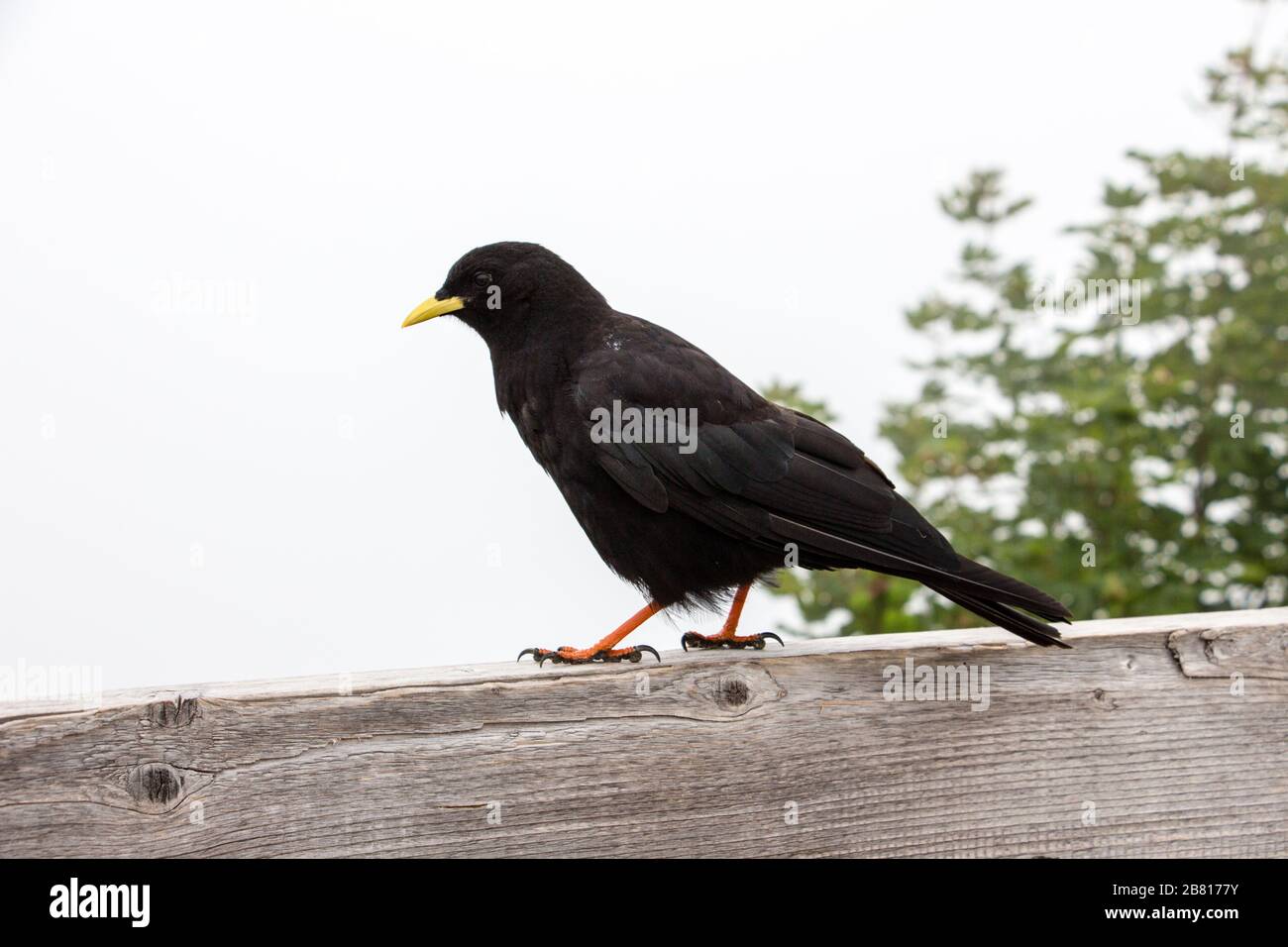 Black raven sitting on a mountain wood Stock Photo - Alamy