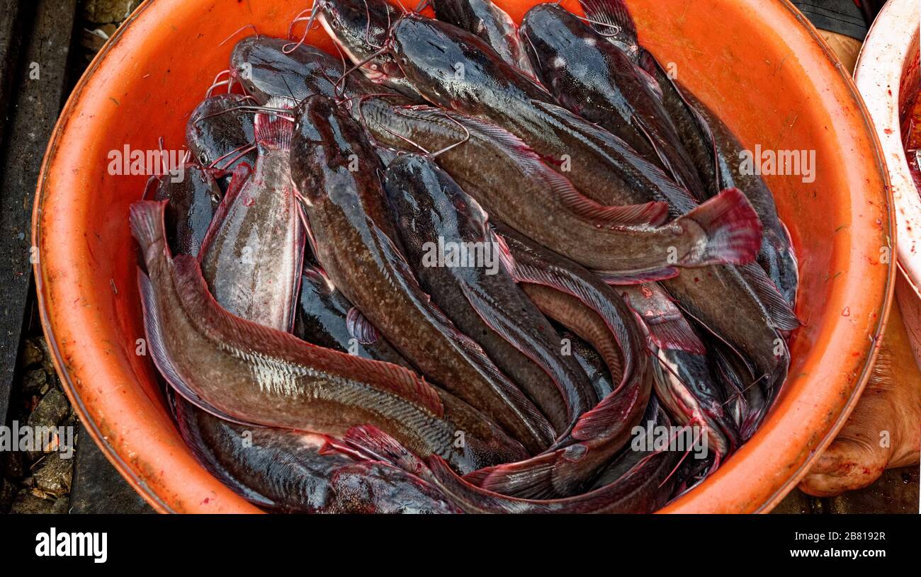 Bangkok, Thailand - Catfish in street fresh market Stock Photo - Alamy