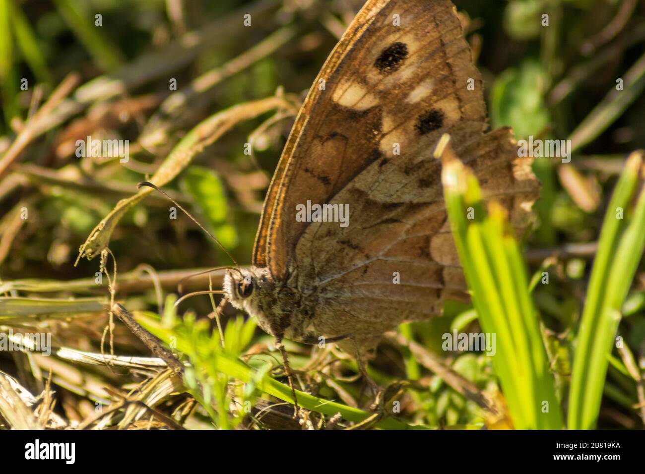 Fidia hi-res stock photography and images - Alamy