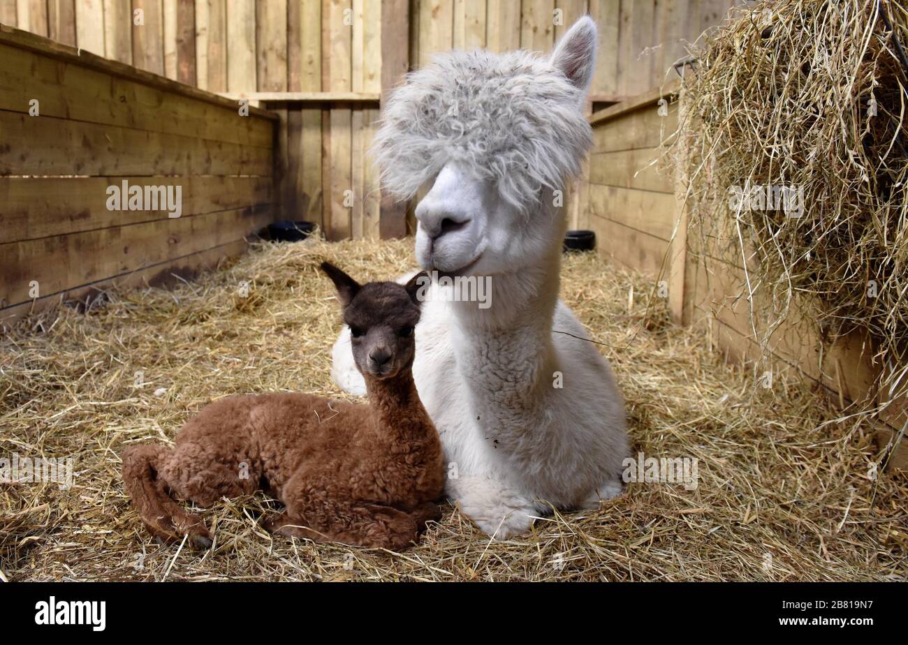 Newborn alpaca hi-res stock photography and images - Alamy