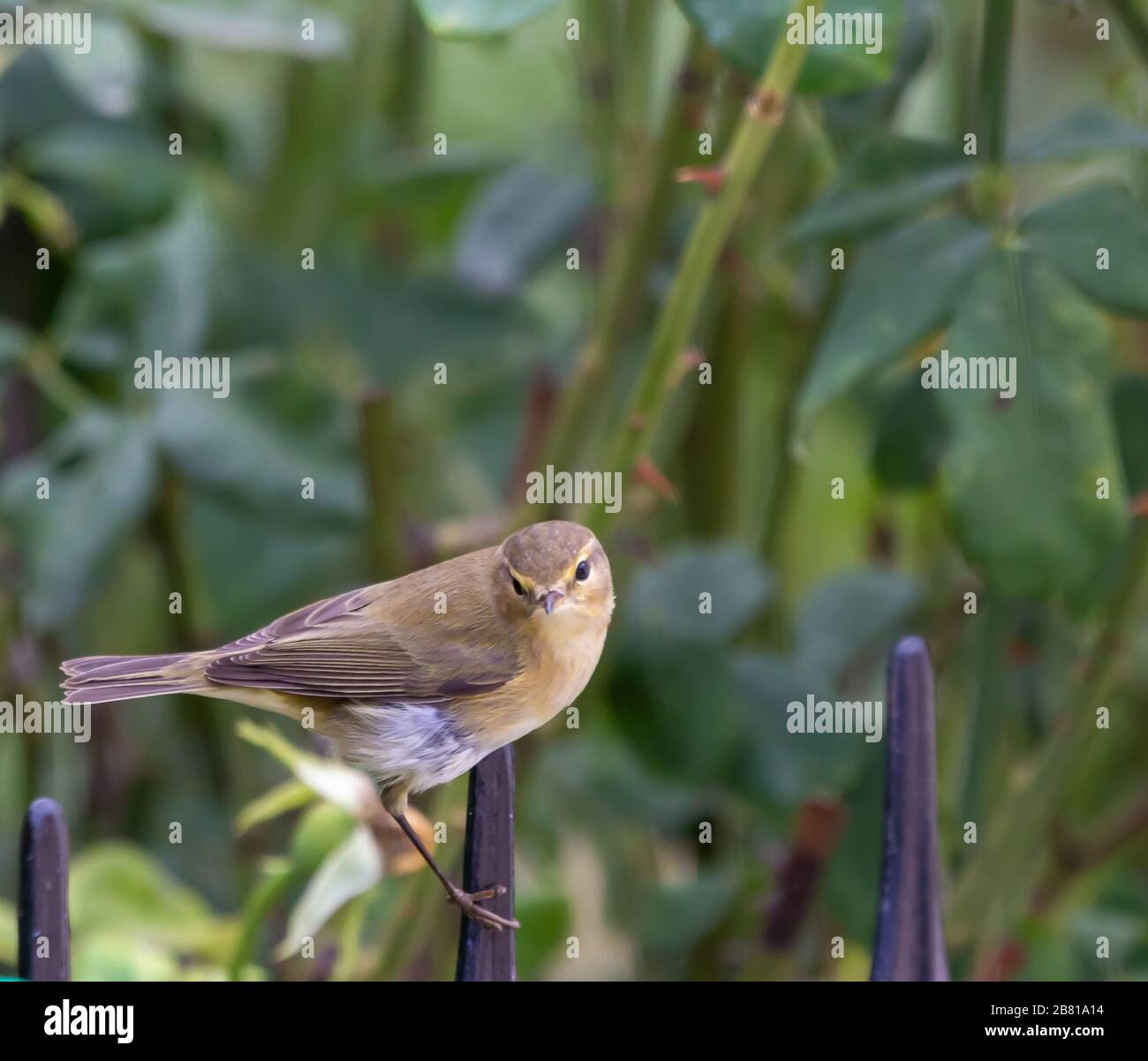 Phylloscopus collybita, Common Chiffchaff Stock Photo - Alamy